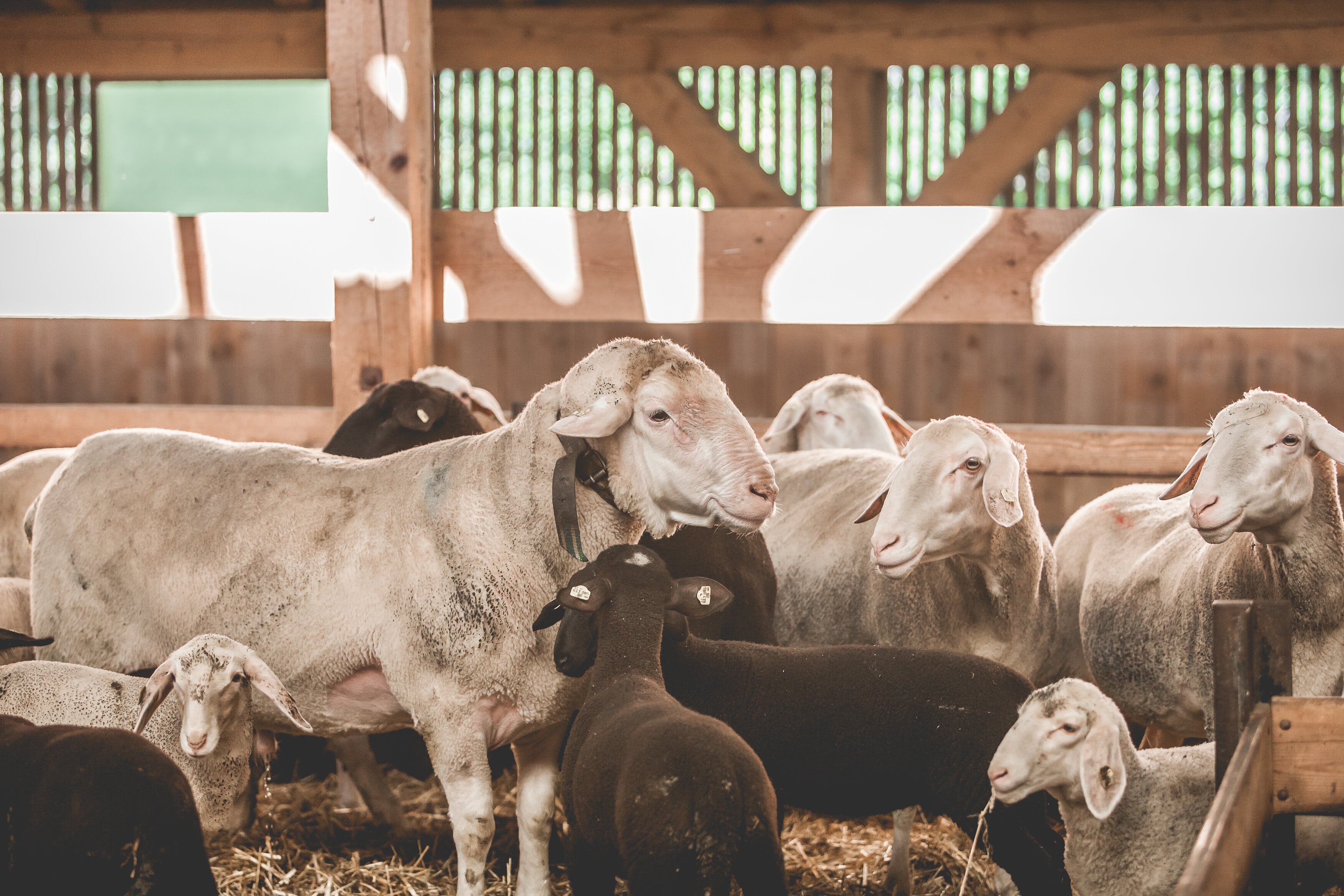 Schaf- & Ziegenhaltung: Merkmale einer artgerechten Haltung