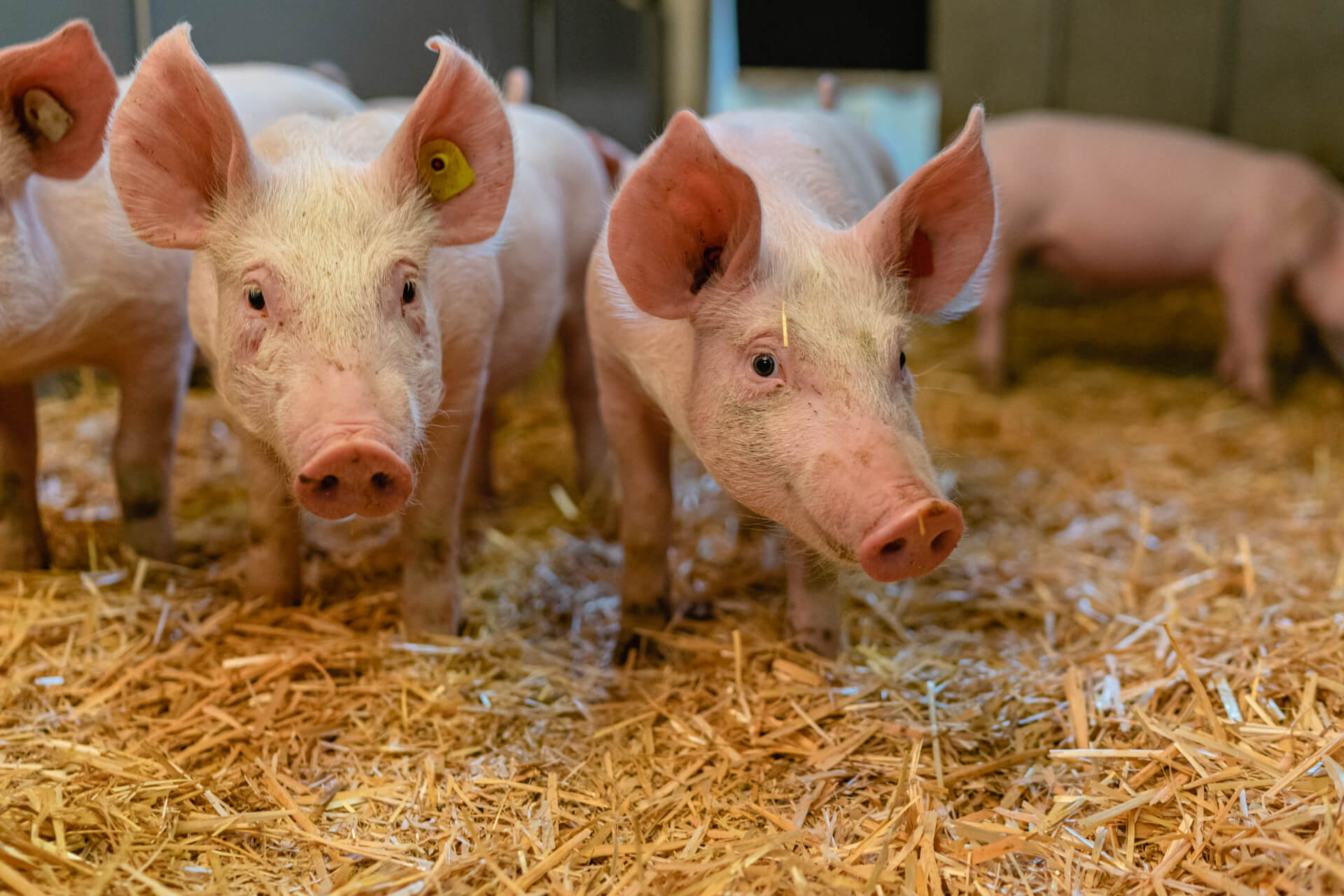 Schweinehaltung: Standards & die unterschiedlichen Formen
