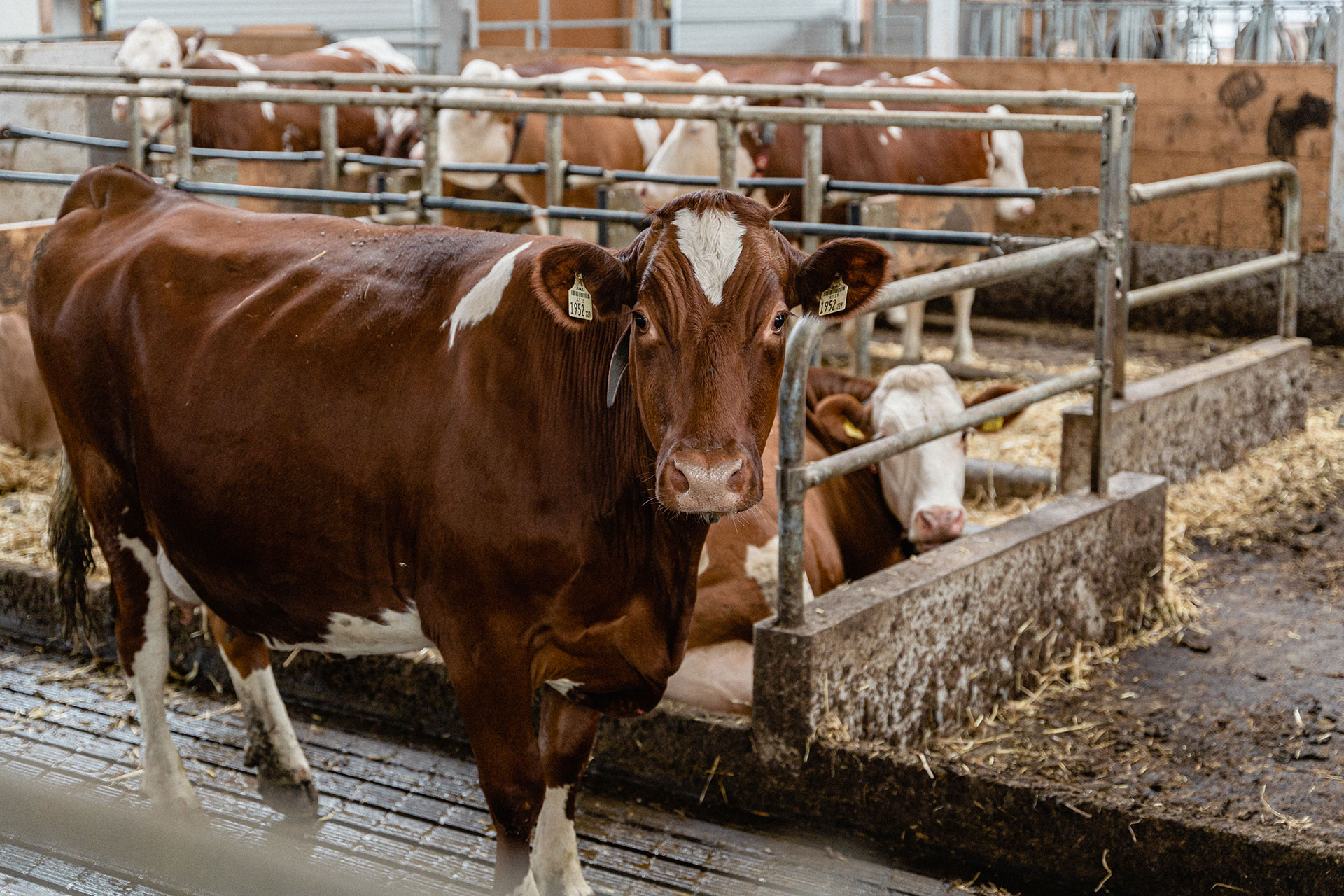 Rinderhaltung Checkliste – Qs Checkliste Eigenkontrolle 2025 – Netzdot