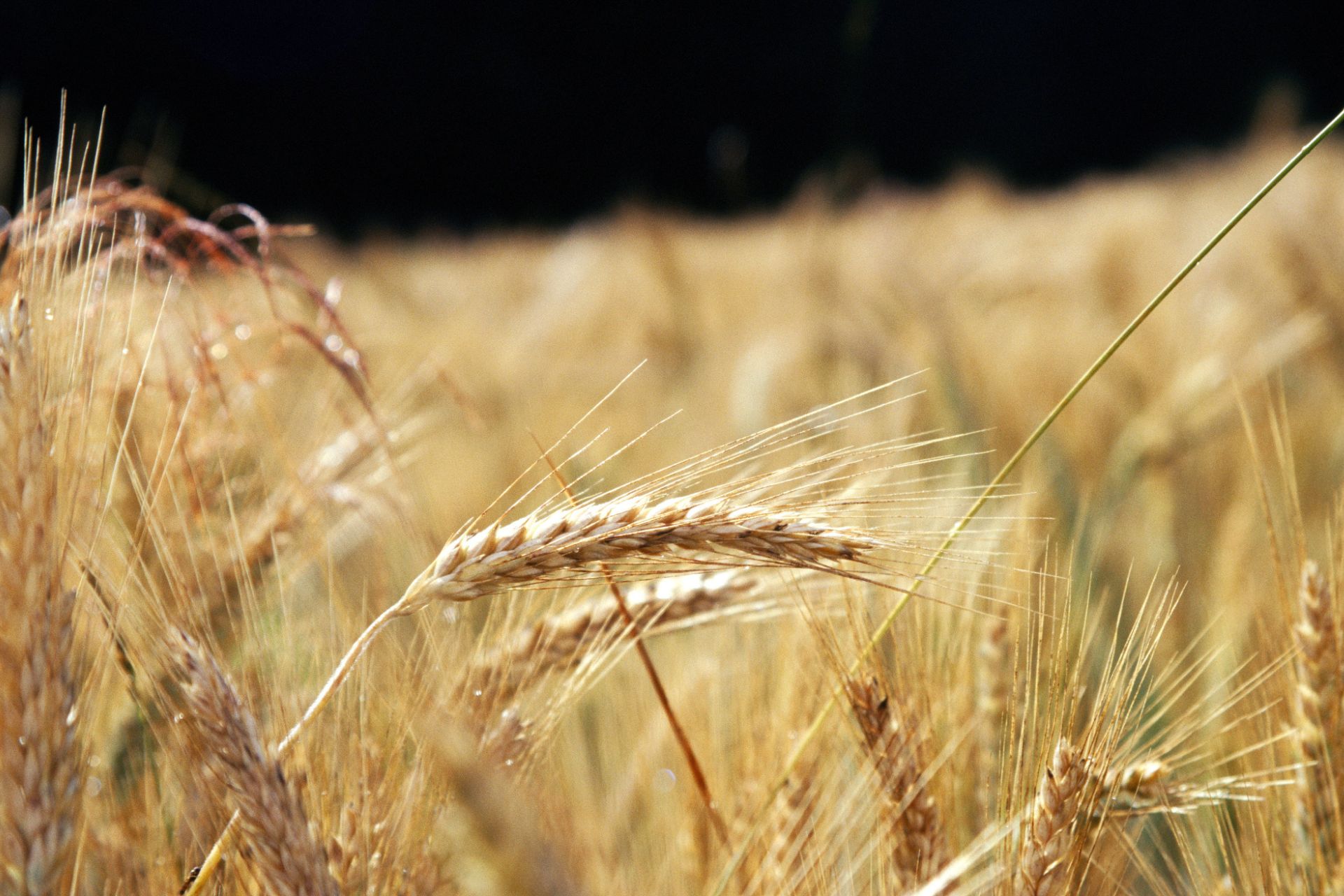 Getreide: Definition, Sorten & Wissenswertes