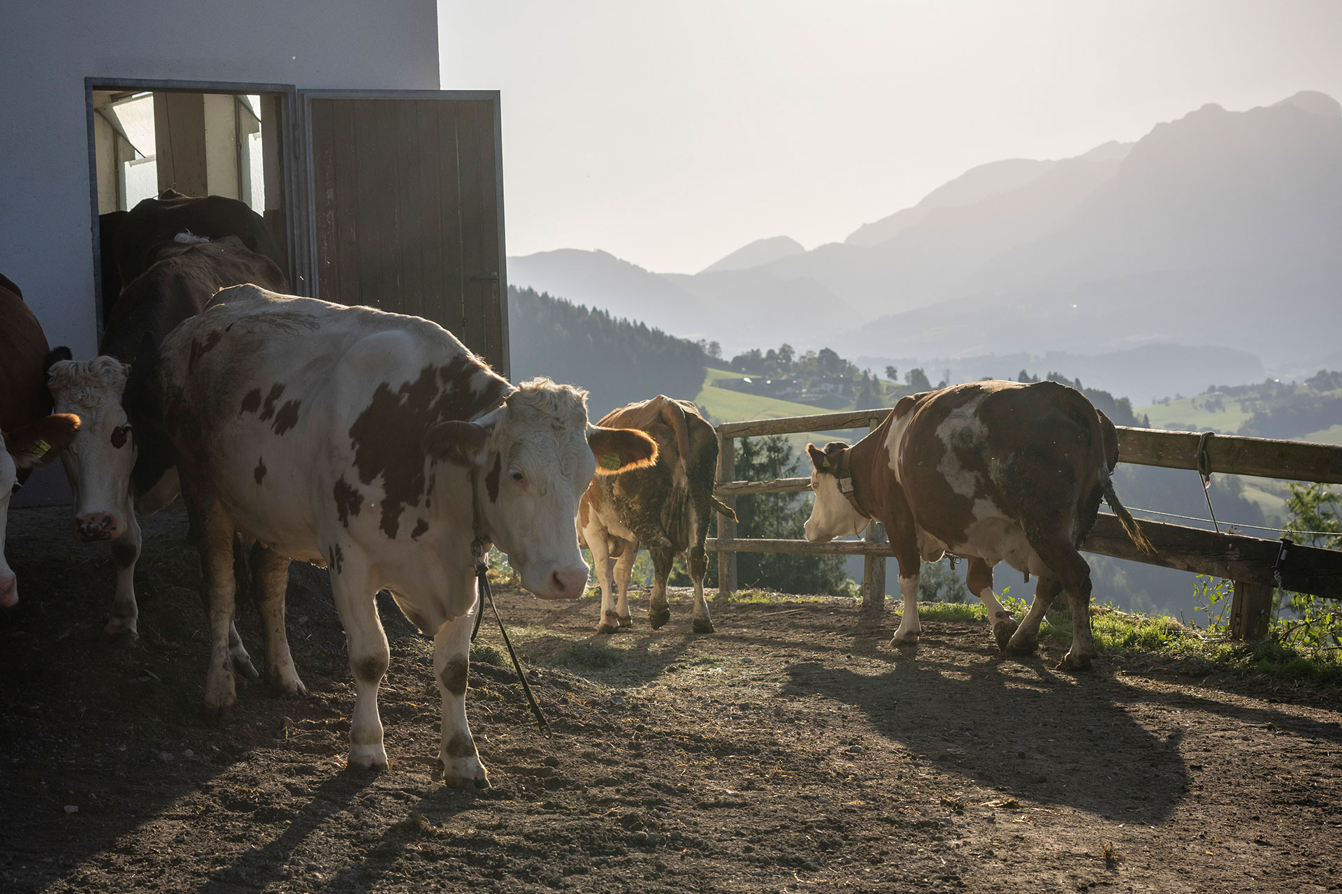 Milchkuhhaltung: Standards & die unterschiedlichen Formen
