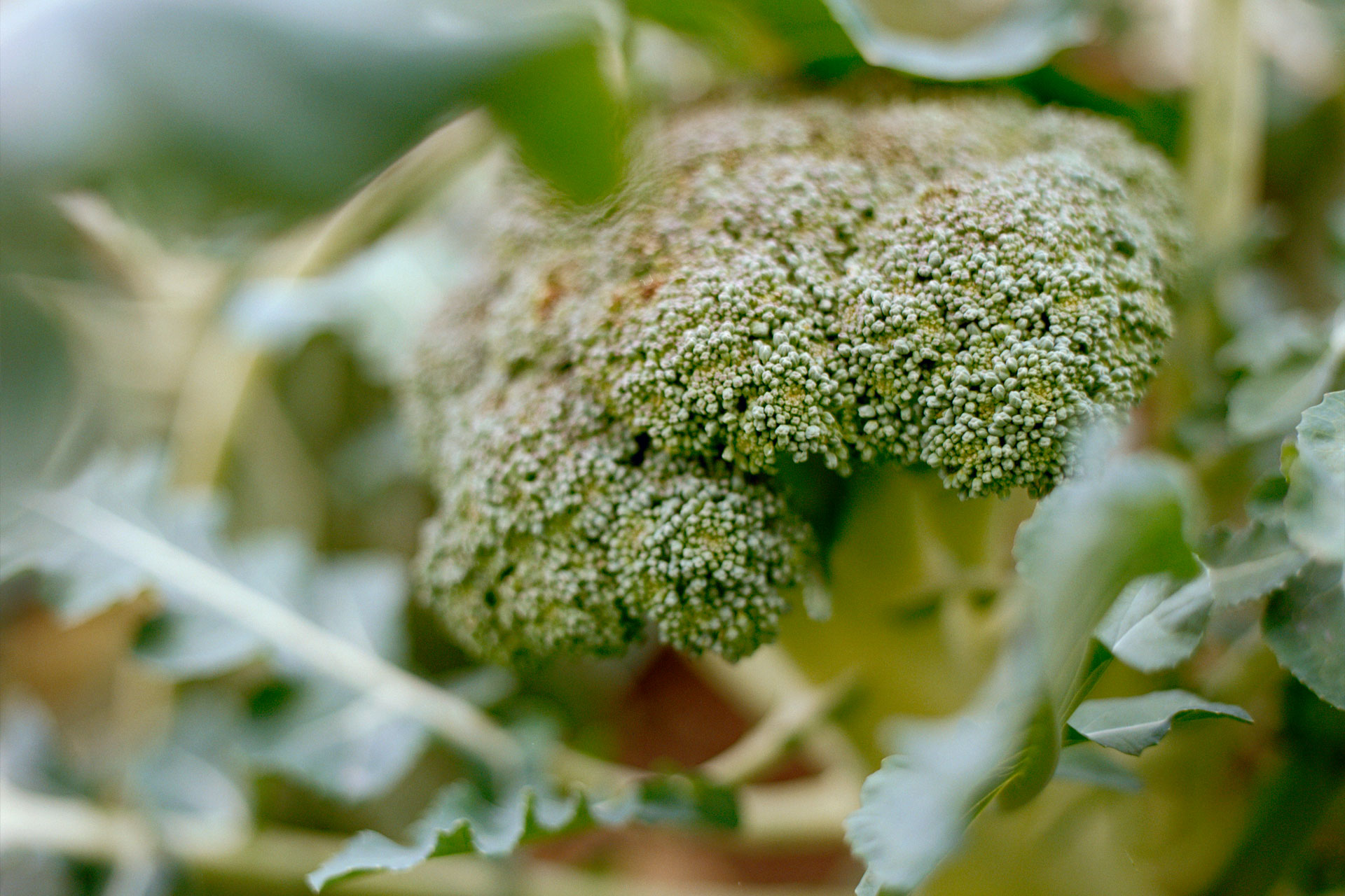 Gemüse: Definition, Sorten, Nährstoffe & Küchentipps