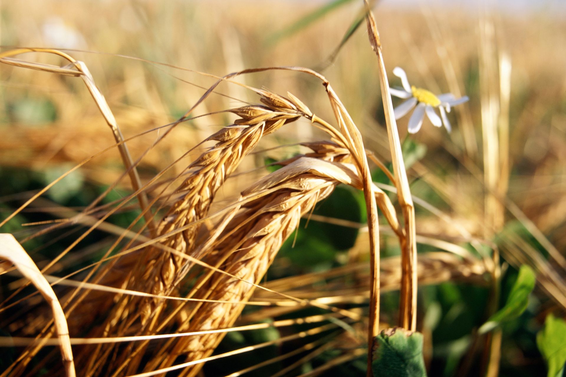 Getreide: Definition, Sorten & Wissenswertes