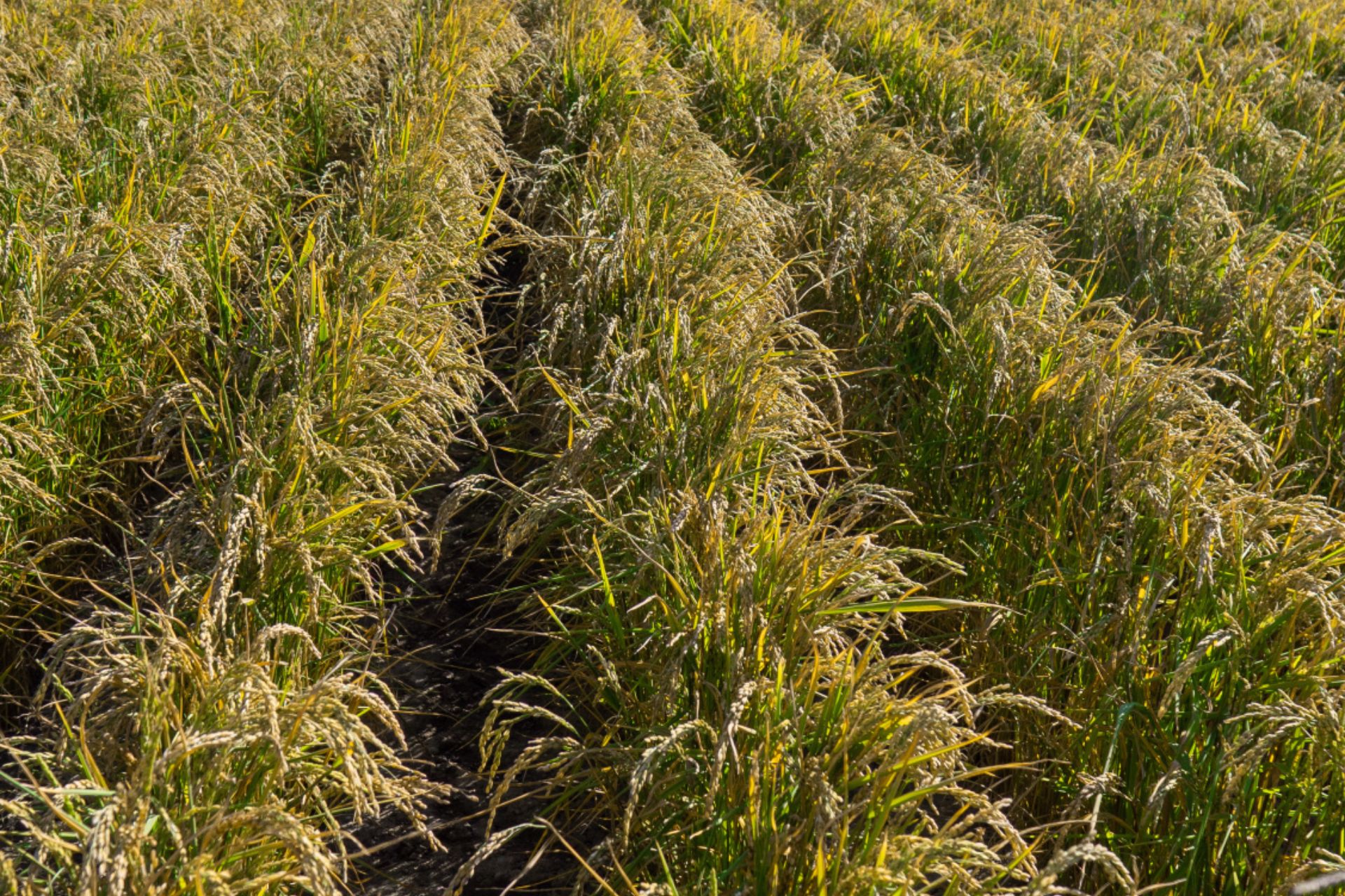 Getreide: Definition, Sorten & Wissenswertes