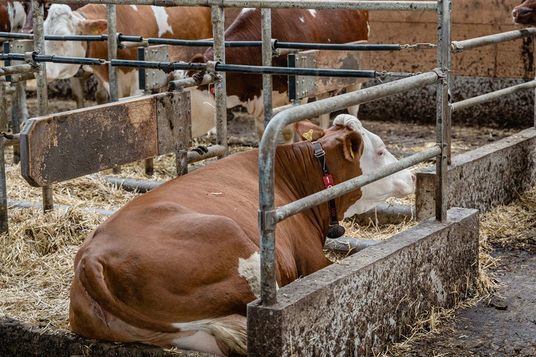 Rinderhaltung: Merkmale einer artgerechten Haltung von Rindern