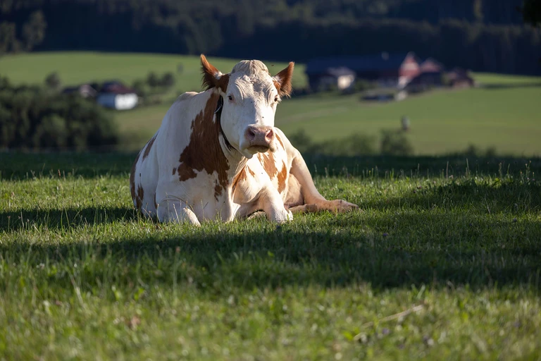 Rinderhaltung: Merkmale einer artgerechten Haltung von Rindern
