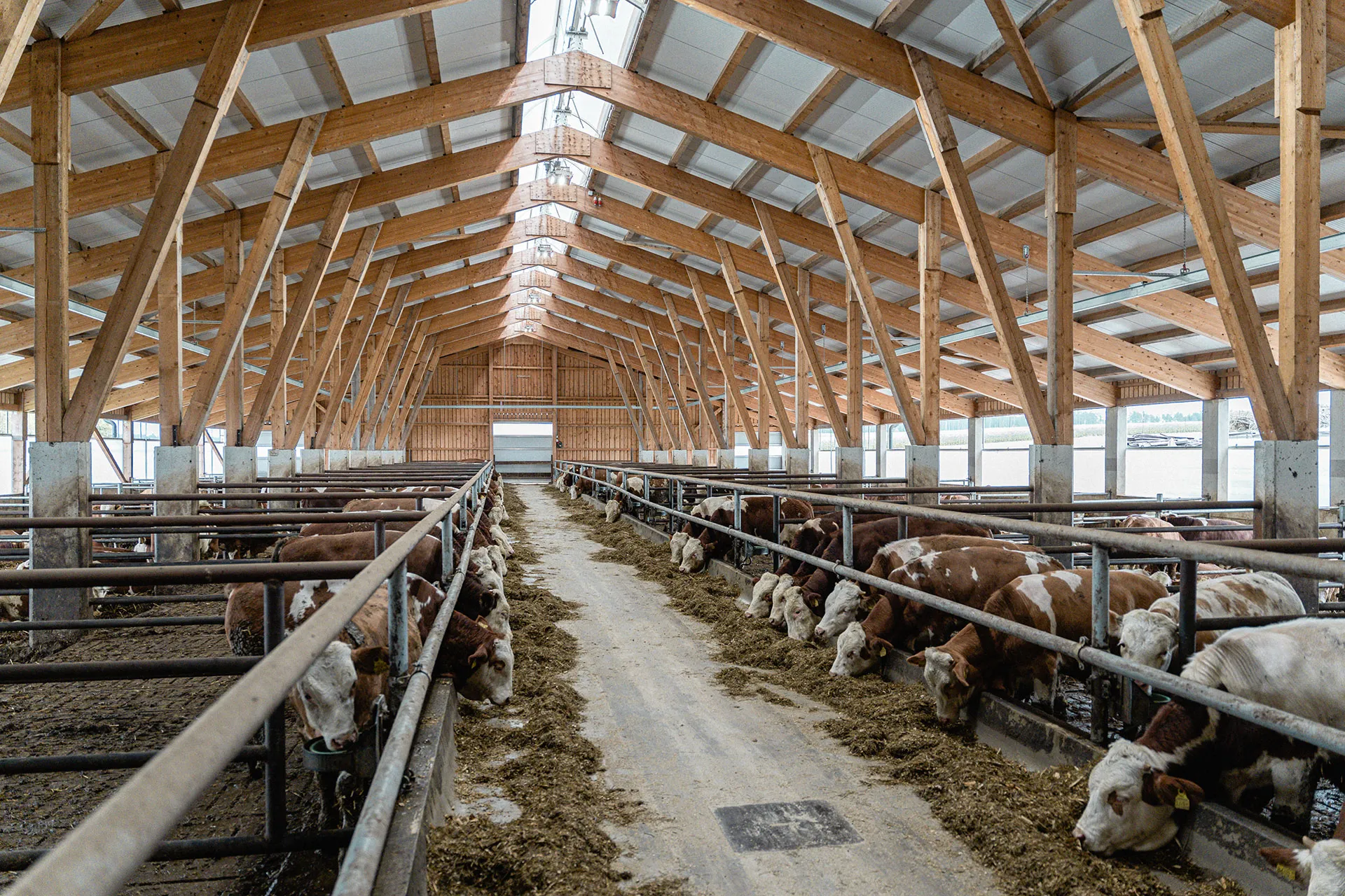 Rinderhaltung: Merkmale einer artgerechten Haltung von Rindern