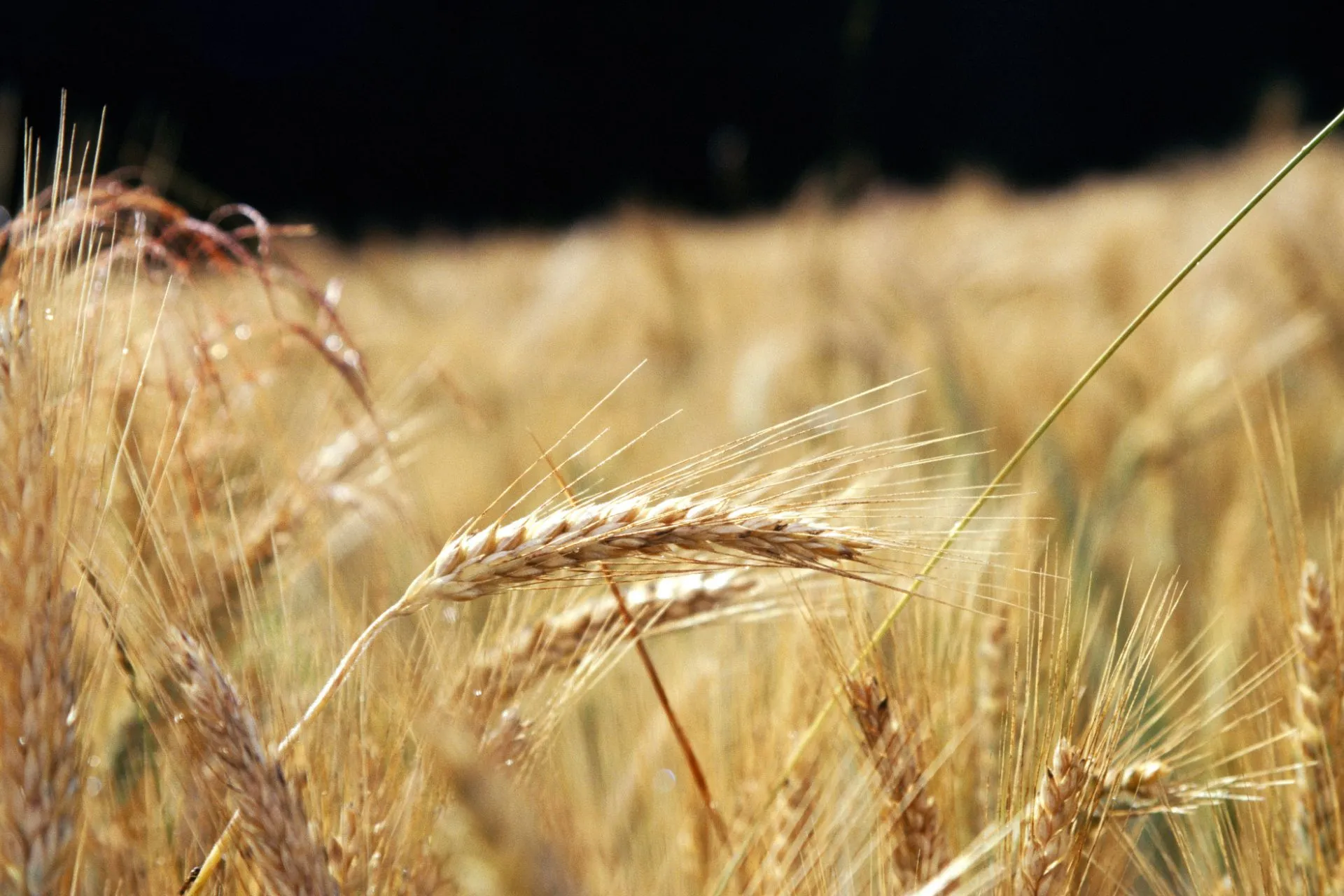 Getreide: Definition, Sorten & Wissenswertes