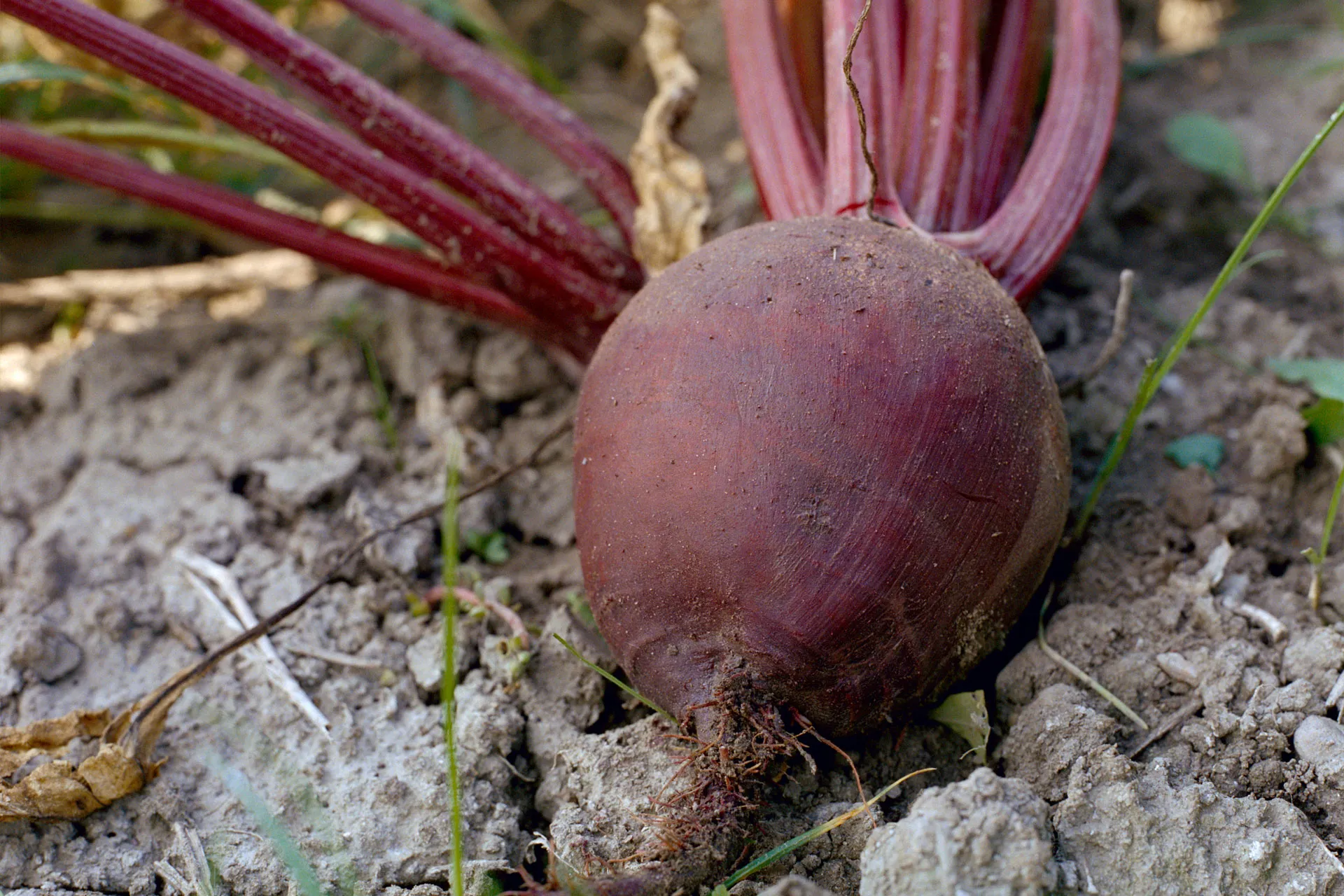 Obst und Gemüse: Wissenswertes im Überblick