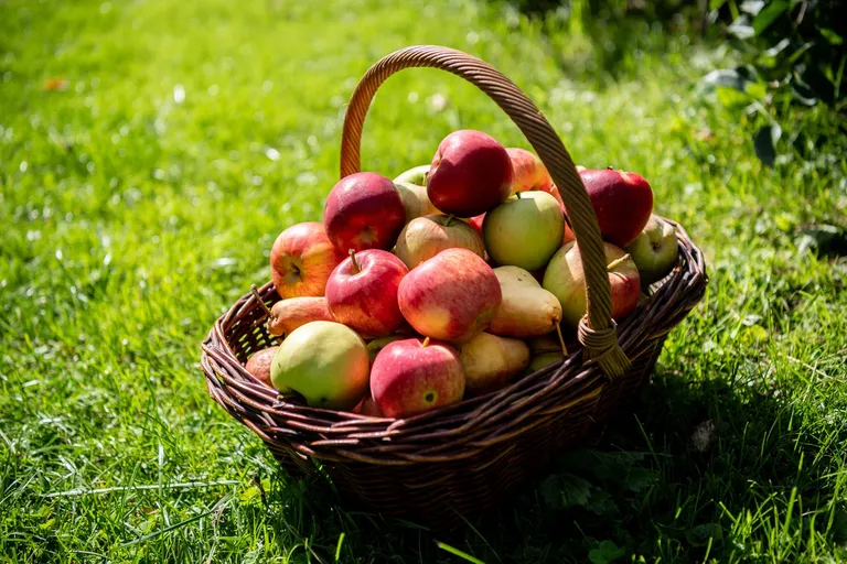 Obst: Definition, Sorten & Nährstoffe