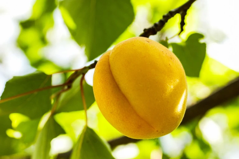 Obst: Definition, Sorten & Nährstoffe