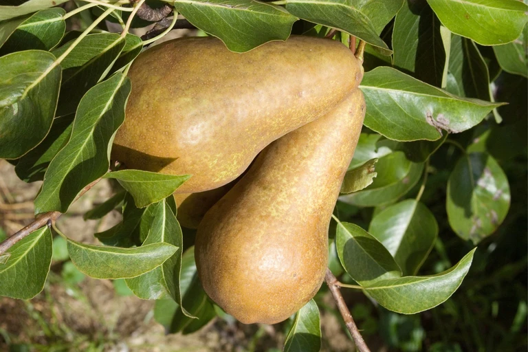 Obst: Definition, Sorten & Nährstoffe