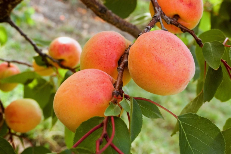 Obst: Definition, Sorten & Nährstoffe