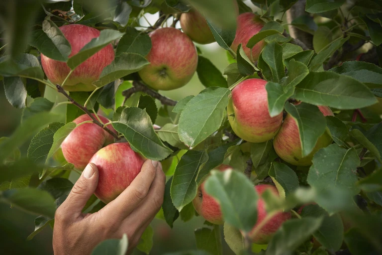 Ackerbau, Obstbau, Gemüsebau und Zierpflanzenbau: einfach erklärt