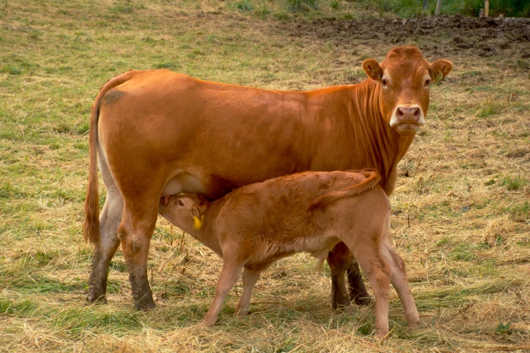Kälberhaltung und Kalbfleisch